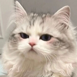 李清渊 