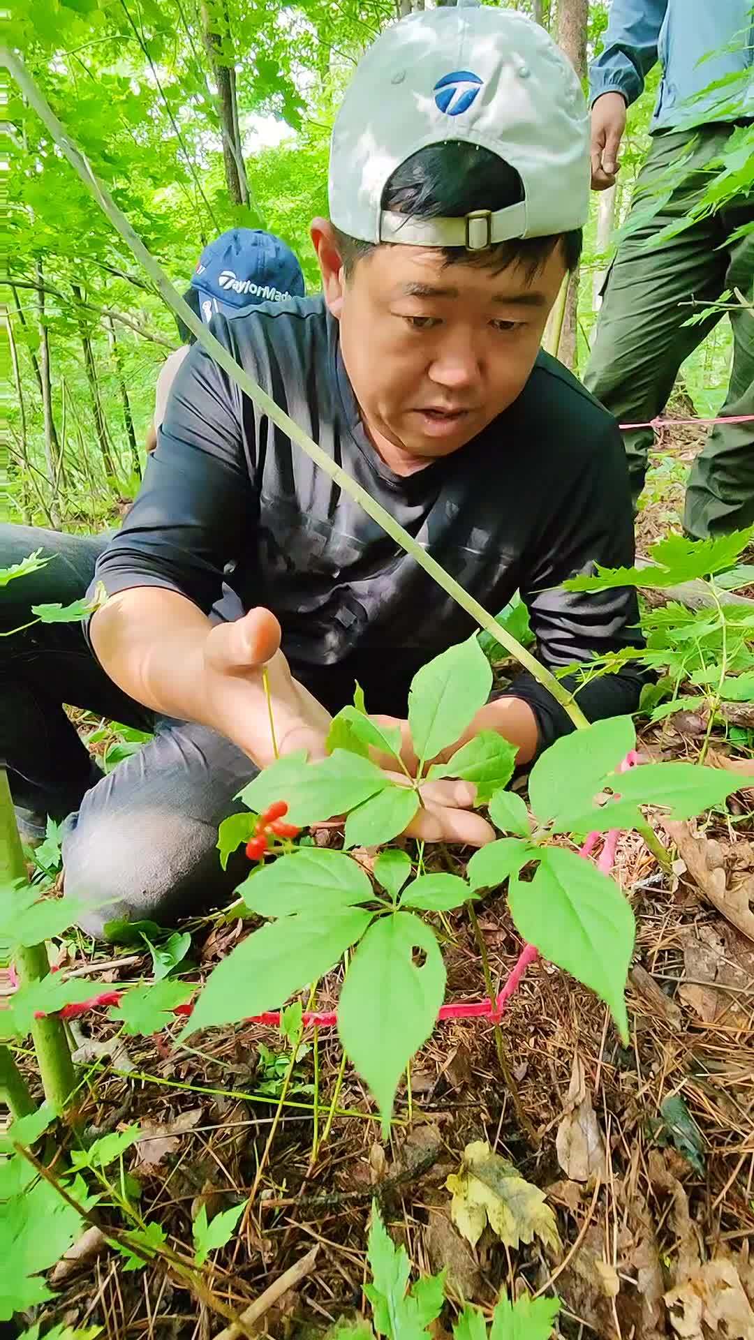 进山第二天开眼了挖到野山参了野山参大山