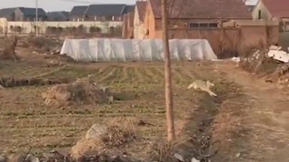 二哈你下来再教一遍,刚才怎么上树我没学清楚,真是太搞笑了!