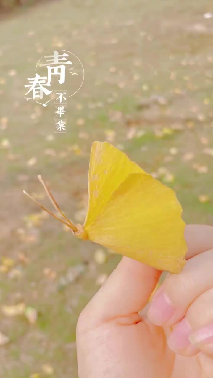 一眼就会银杏叶蝴蝶教程,赶紧收集叶子吧
