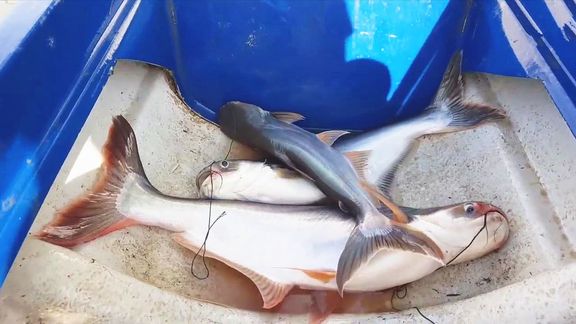 野河捕鱼:拉起水中的细绳,大鱼紧随而来,这大家伙太诱人了