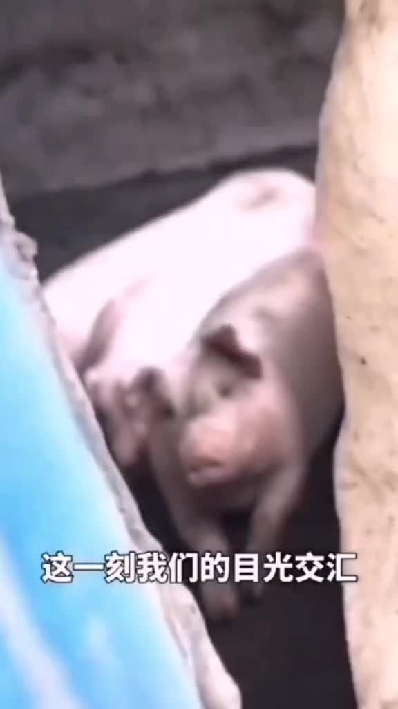 怎么滴你认识我啊#动物 #动物世界 #动物成精 #动物趣事