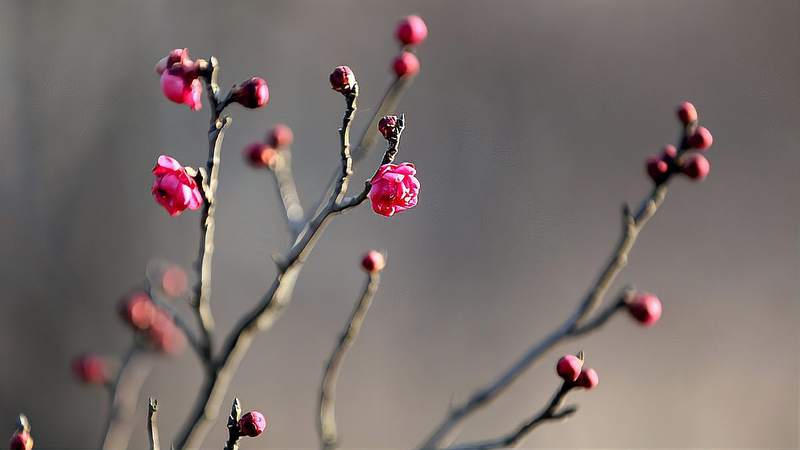 立春了,今年有两个春天