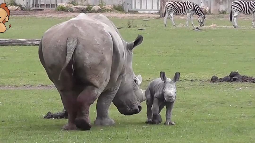 犀牛是世界上最大的奇蹄目动物,犀牛角的药用价值而被大量捕捉