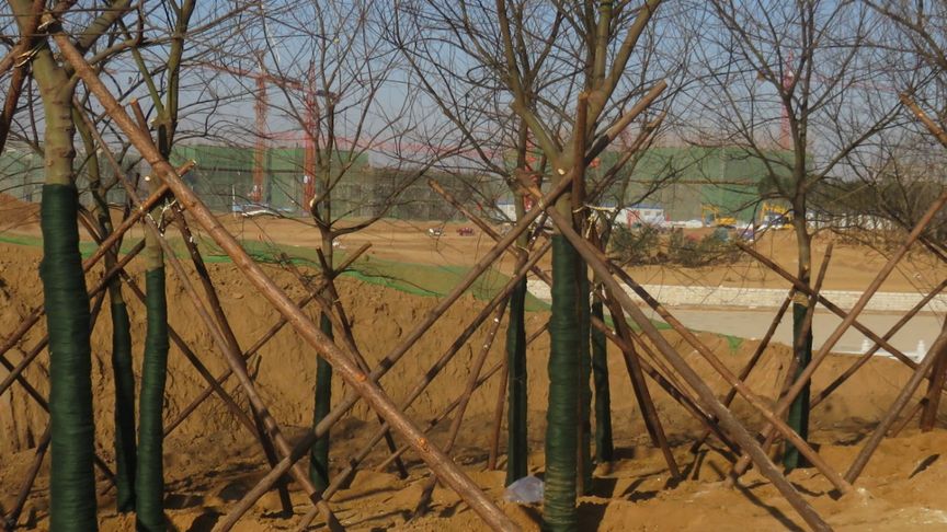 树木移栽如何保水保湿?