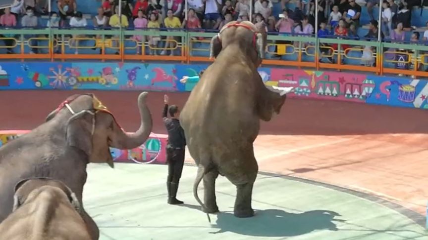 【行万里路】上海野生动物园之大象表演