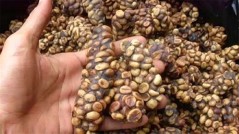 最贵的猫屎咖啡是咋来的?背后真相曝光,制作过程有点残忍!