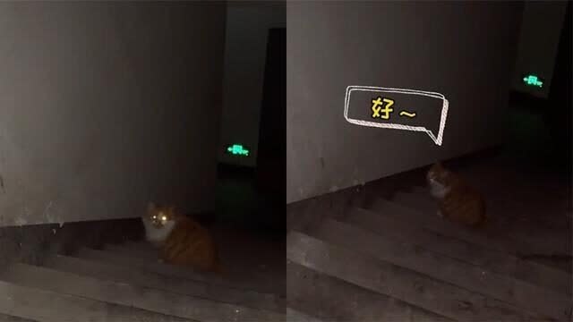 重庆女子楼梯间和猫咪对话,无障碍式沟通,女子笑声太有感染力