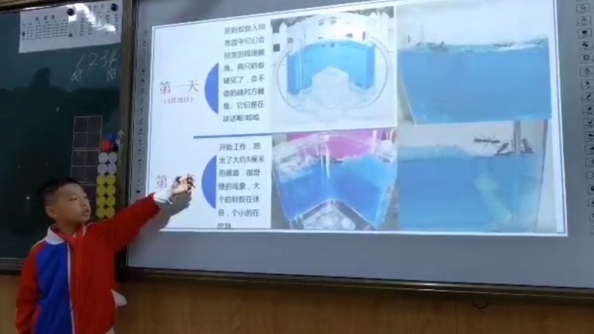 弓背蚂蚁观察记录2