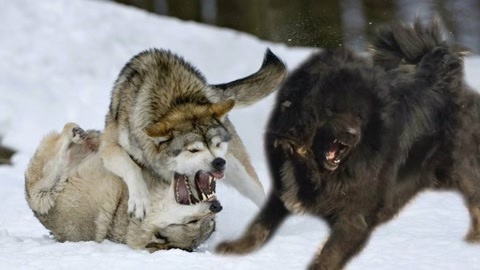 不吹不黑!六只藏獒围攻孤狼,一口咬断藏獒喉咙,终于遇对手!