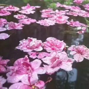 夜深了何必呢 