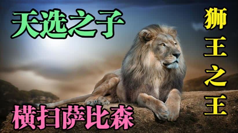 天选之子幼年独闯斯巴达狮群,磨炼自身横扫萨比森,成就狮王之王