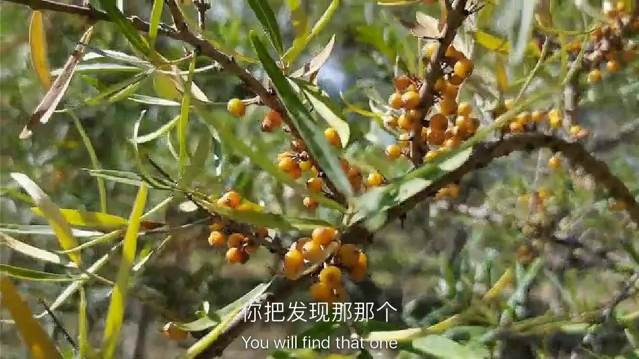 沙棘吃一颗,这酸爽,无法想象!