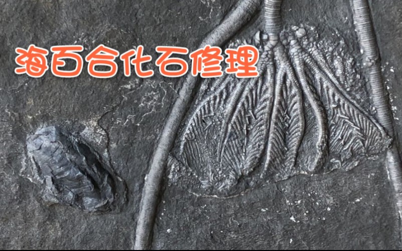 【化石修理4】海百合化石清修