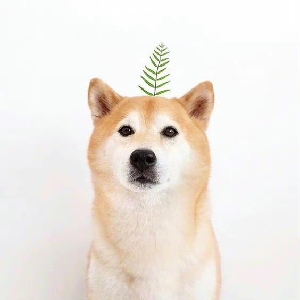 冬天里的冬哥 