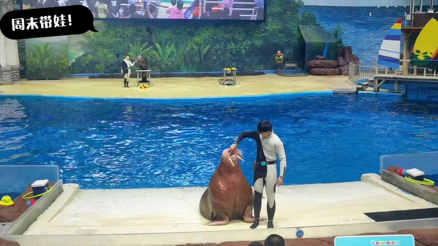 这个周末没来得及在家臭美!分享个海象表演吧ߘ