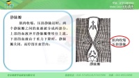 七年级 生物 第四单元 生物圈中的人 第九讲 血流的管道--血管--名师微...
