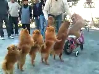 足够去杂技团演出的狗狗