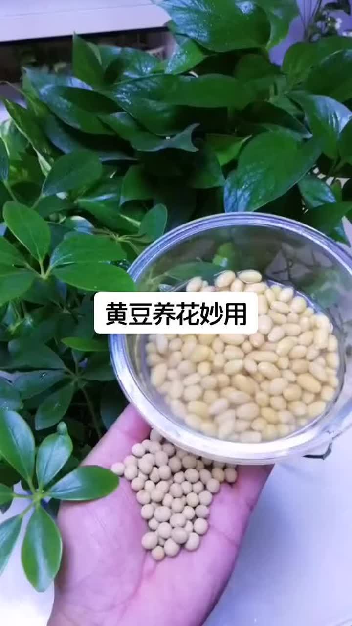 我要上热门 养花达人 水培 自用好物分享 2021有你真好 园林绿化 种植...