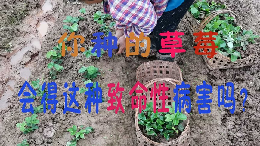 种草莓不知道这种致命性病害,那你就白种草莓啦,快来认识下