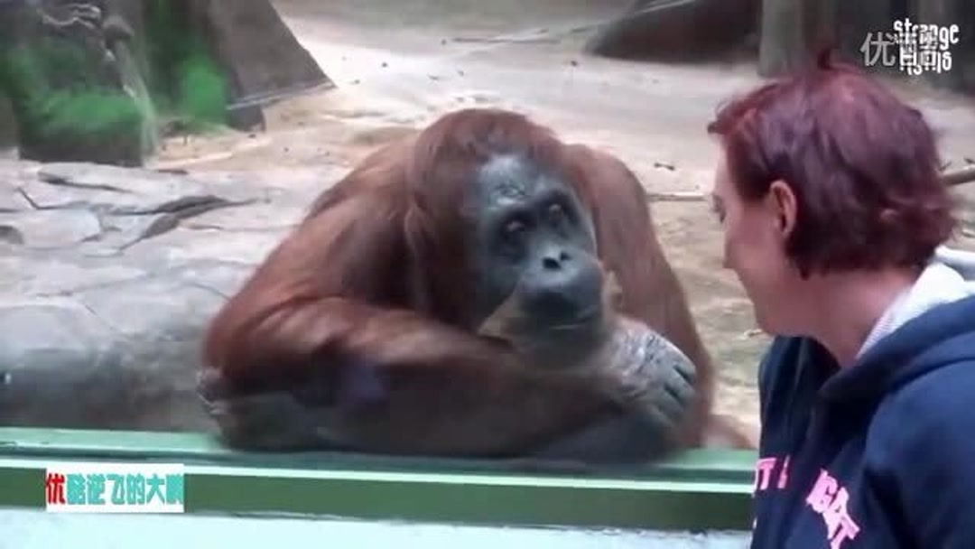 盘点各种爆笑搞怪小狗搞笑瞬间 动物园大猩猩搞笑模仿人 _标清