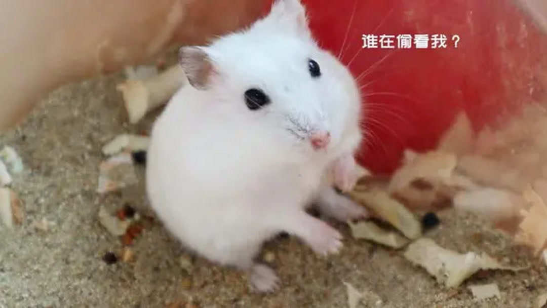 无良主人拍小仓鼠上厕所的全过程,原来仓鼠是这样上厕所的!