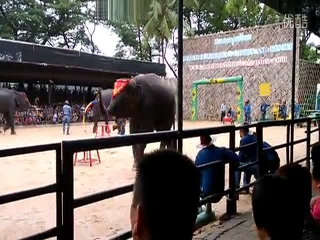 泰国大象杂技表演