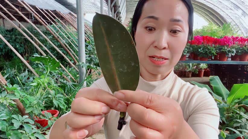橡皮树繁殖的时间和方法