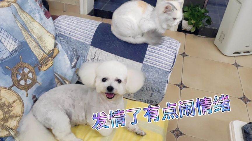 发情了总是闹小情绪,我刚洗个梨它就要吃,说它屁屁肿了也不爱听