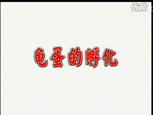 乌龟养殖视频-家庭养龟常识录象
