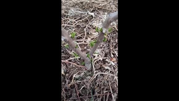 桃树种植管理抹芽方法