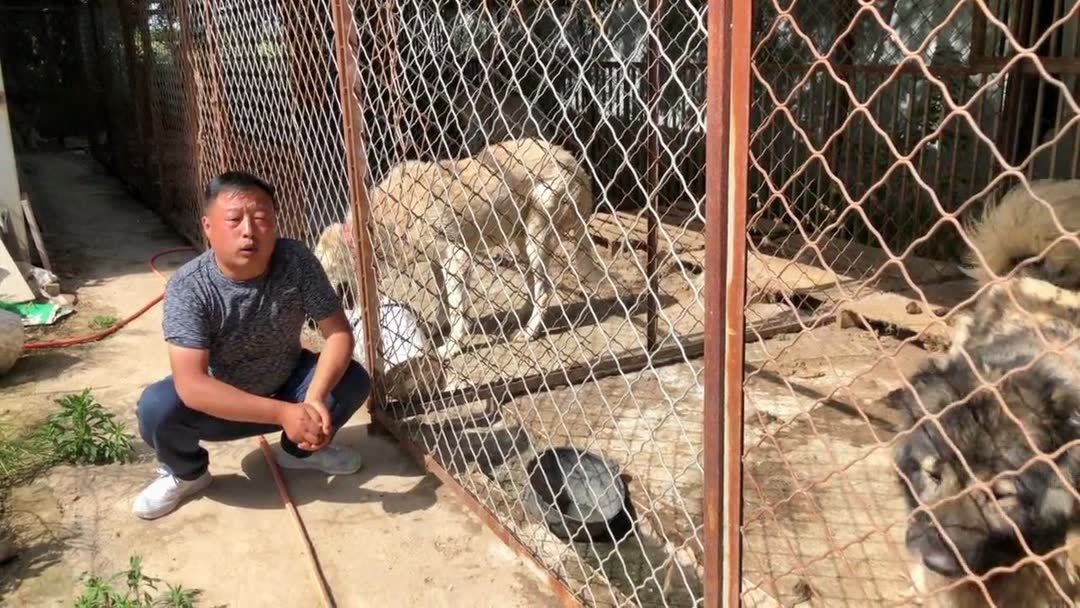 大型猛犬基地,有体重200多的高加索,肩高1米的中亚,大型黑狼犬