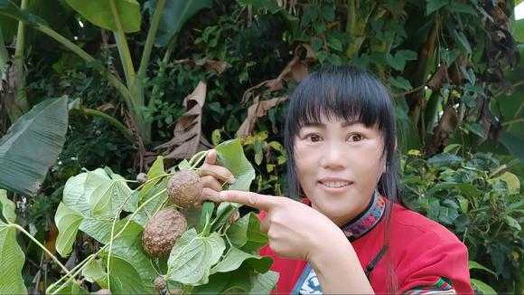 野生,黄药子,你们知道它有什么用途吗?来认识一下
