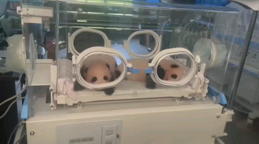 暖箱时期的莽大 莽小~