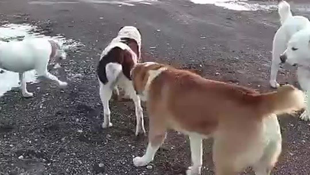 两只中亚牧羊犬打架,火星四射精彩激烈