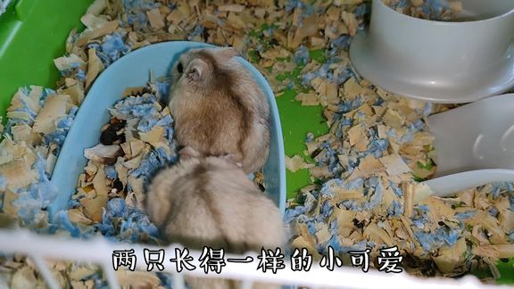 你们试过这样抓仓鼠吗?,反正吃胖了也懒得反抗