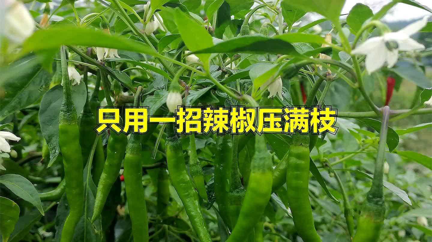 农民种植辣椒做好这几点,想不高产都难,不仅产量高还没病虫害