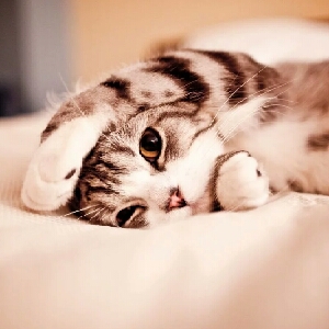 戴墨镜的流浪猫 