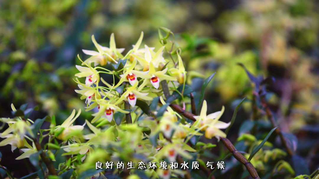 什么样的铁皮石斛品质好