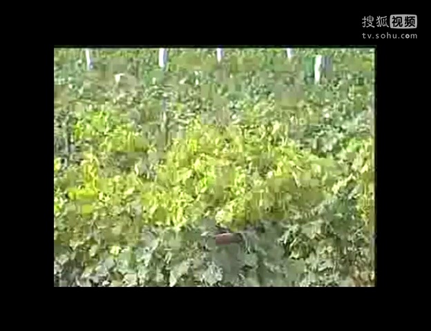 葡萄栽培管理技术和盆栽果树栽培管理技术