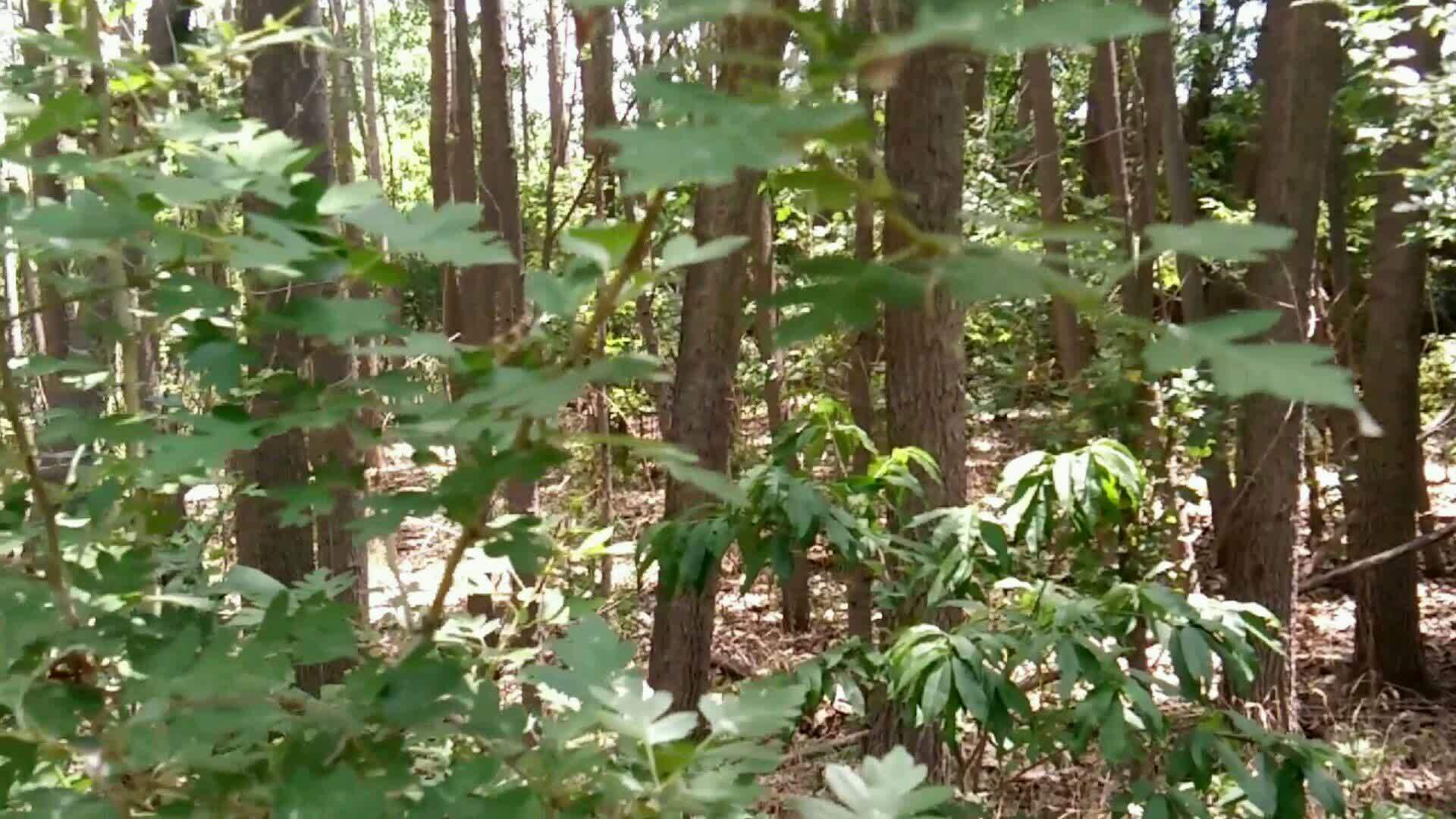 糟了,小树长大变样了,小伙找不到自己家的了