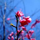 思奔音乐餐吧 