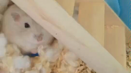 胖仓鼠独特的上厕所方式~请紧紧盯着她嘴看