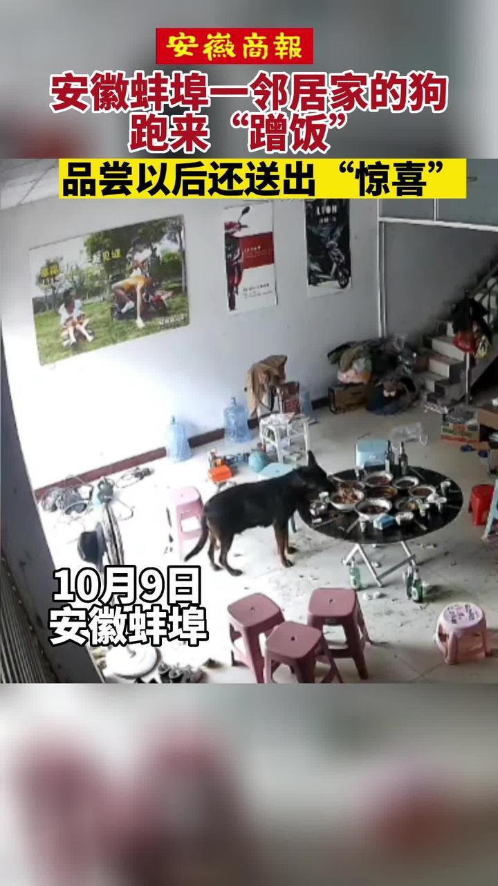 安徽蚌埠一邻居家的狗跑来"蹭饭",品尝以后还送出"惊喜"#安徽dou知道