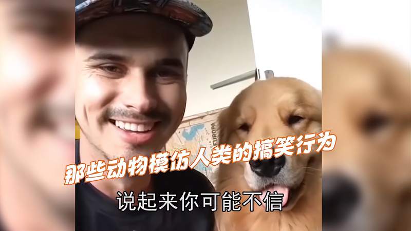 那些动物模仿人类的搞笑行为