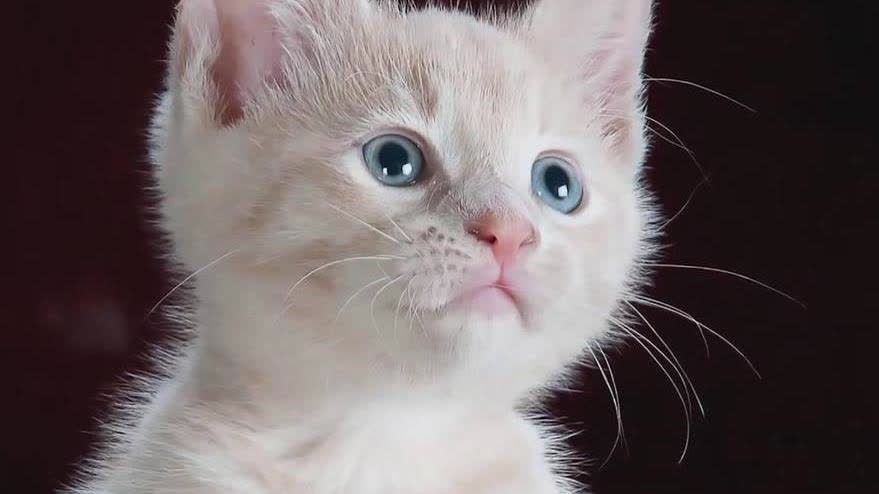 如果世界上没有了猫会怎么样?