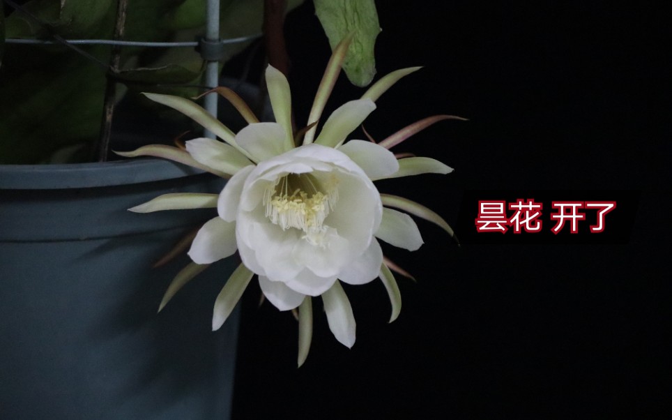 延时摄影《月下美人-昙花》