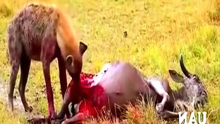 草原动物最逆天的捕猎技巧,这种方法连人类都难想到!