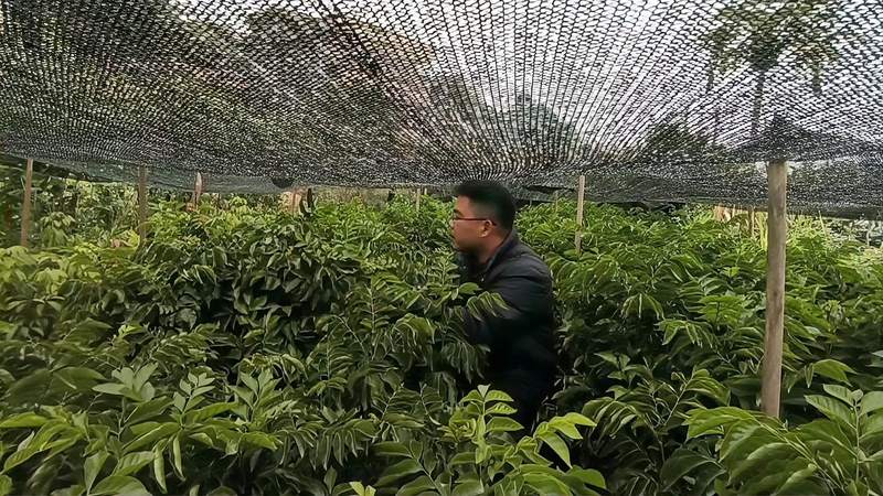黄皮产量低?难开花?种多年才挂果?那是你还没了解黄皮生长特性