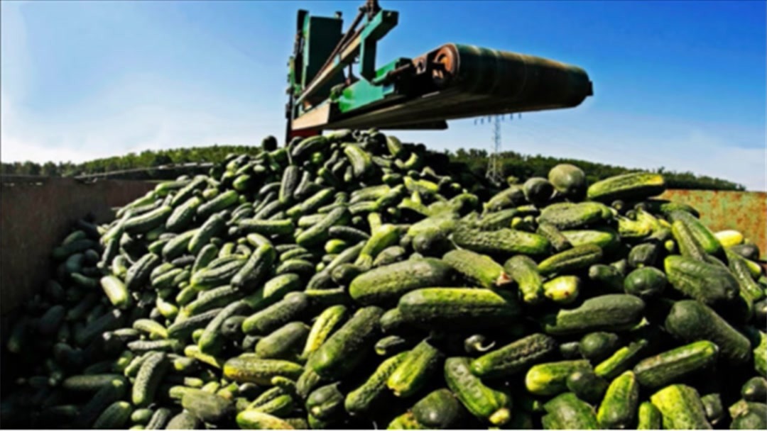 美国的黄瓜收割机,开车一样往前行走,往后一看已收割千吨黄瓜!